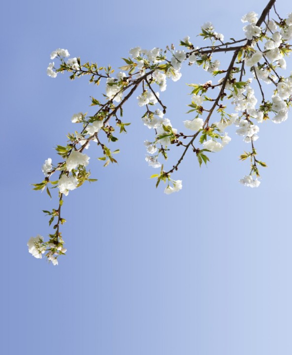 Blossoming blossoms | Bloom College