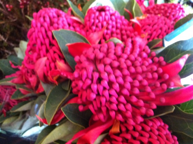 Wonderful Waratahs | Bloom College