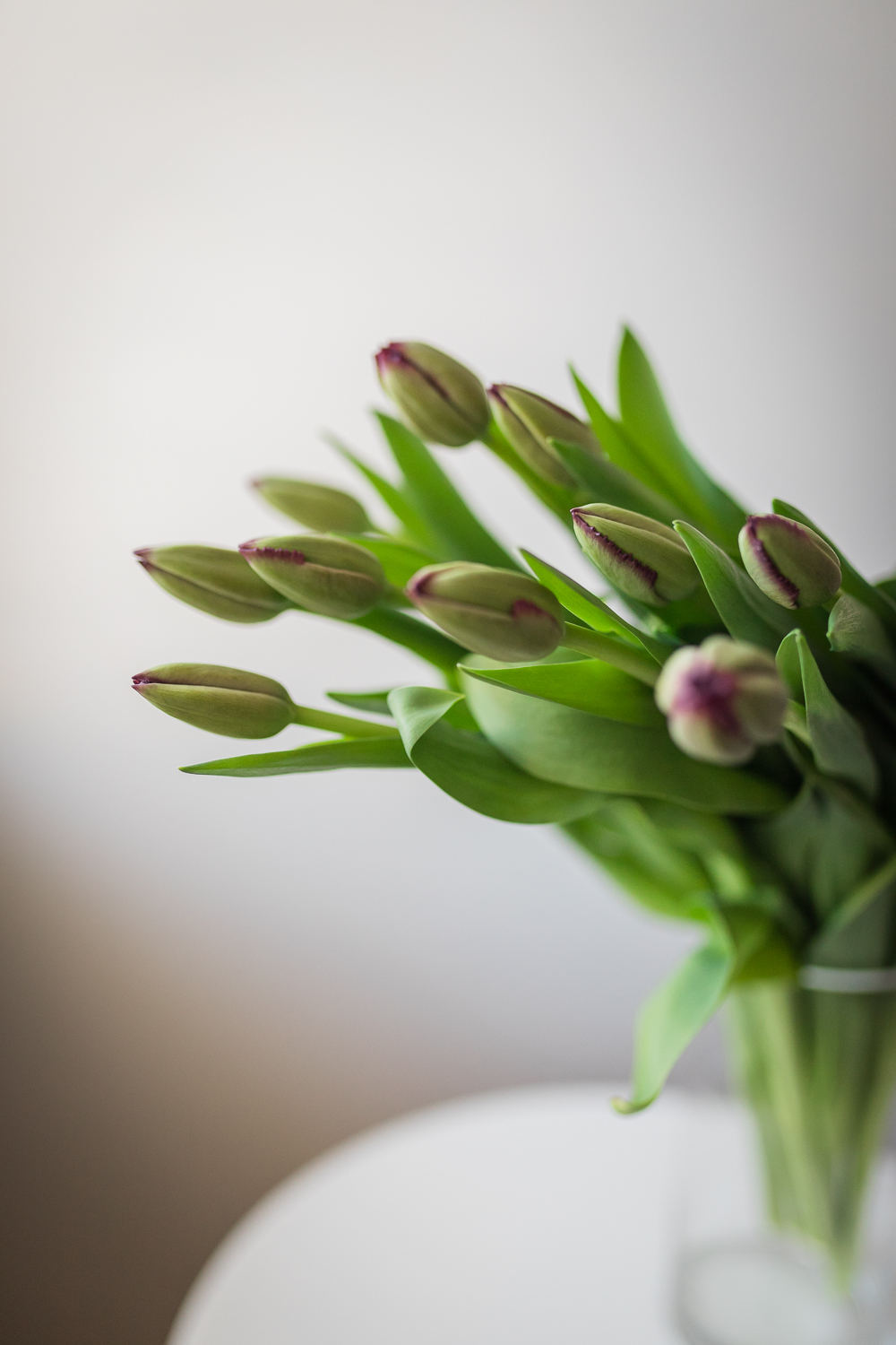 How To Care For Tulips | Bloom College