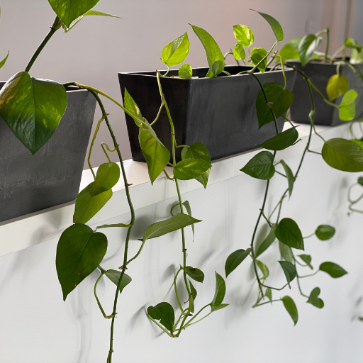 5 Steps to Create Your Own Green Wall At Home | Bloom College