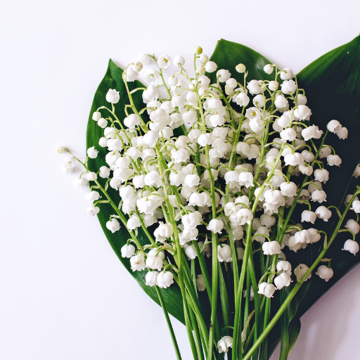 What flowers are in season for Melbourne spring? | Bloom College