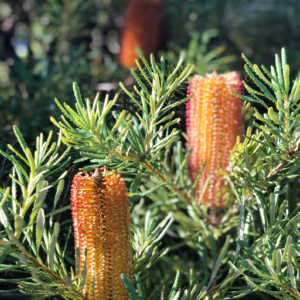 How To Care For Cut Banksias | Bloom College