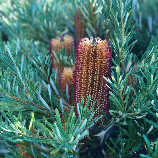How To Care For Cut Banksias | Bloom College