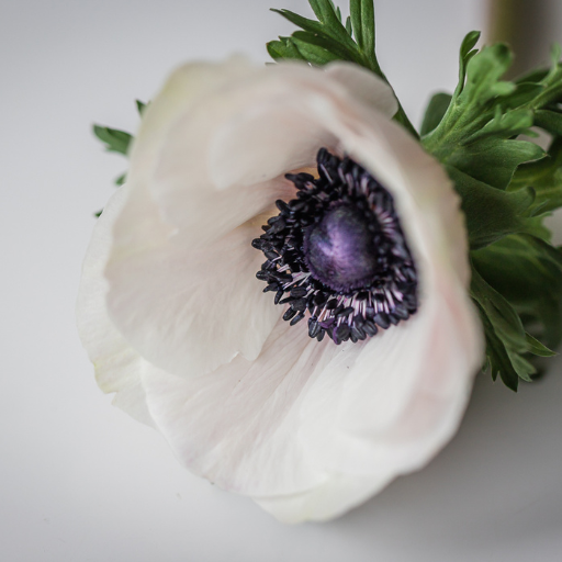 How To Care For Cut Anemones | Bloom College