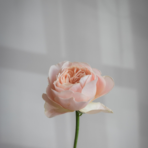 How To Care For Cut Roses | Bloom College