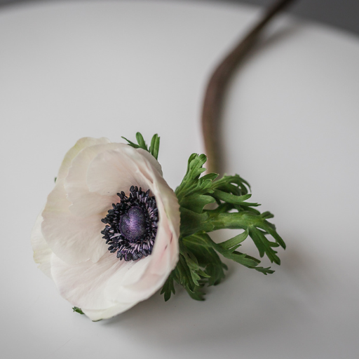 How To Care For Cut Anemones | Bloom College