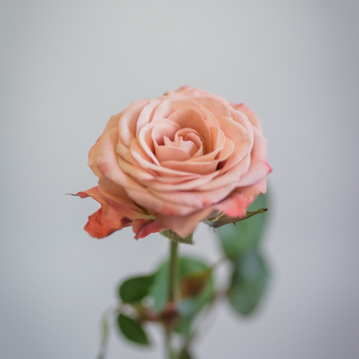 How To Care For Cut Roses | Bloom College