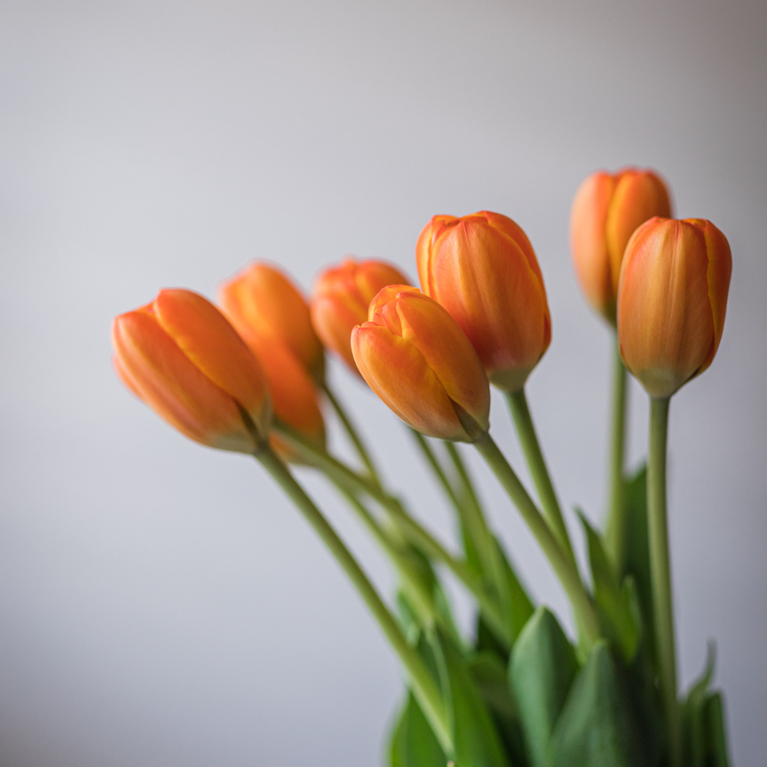 Tulip Tales | Bloom College