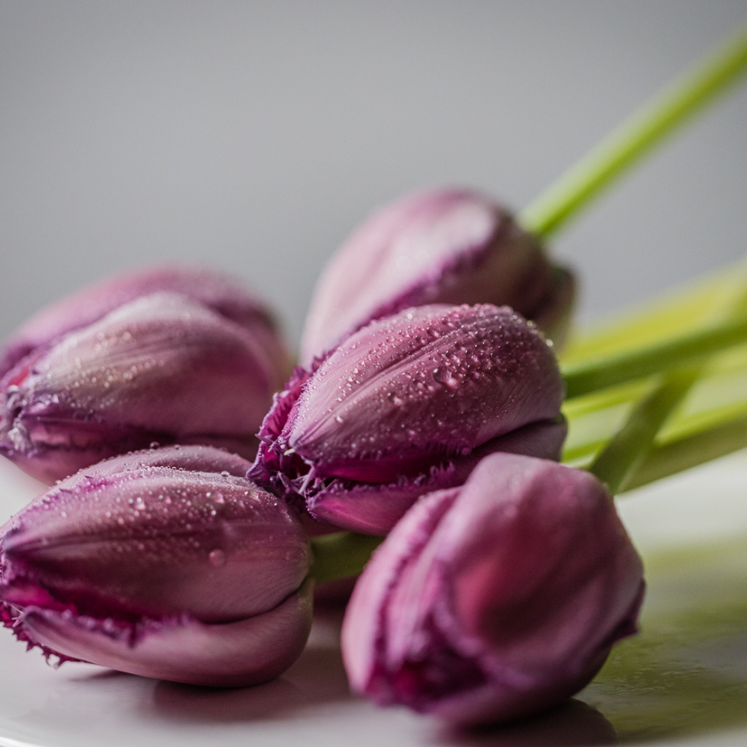 Tulip Tales | Bloom College