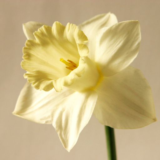 Daffodils: A Blooming Delight of Winter and a beacon of hope | Bloom ...