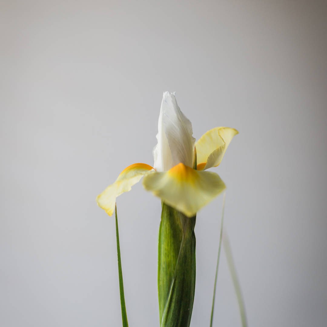 The Iris Flower | Bloom College