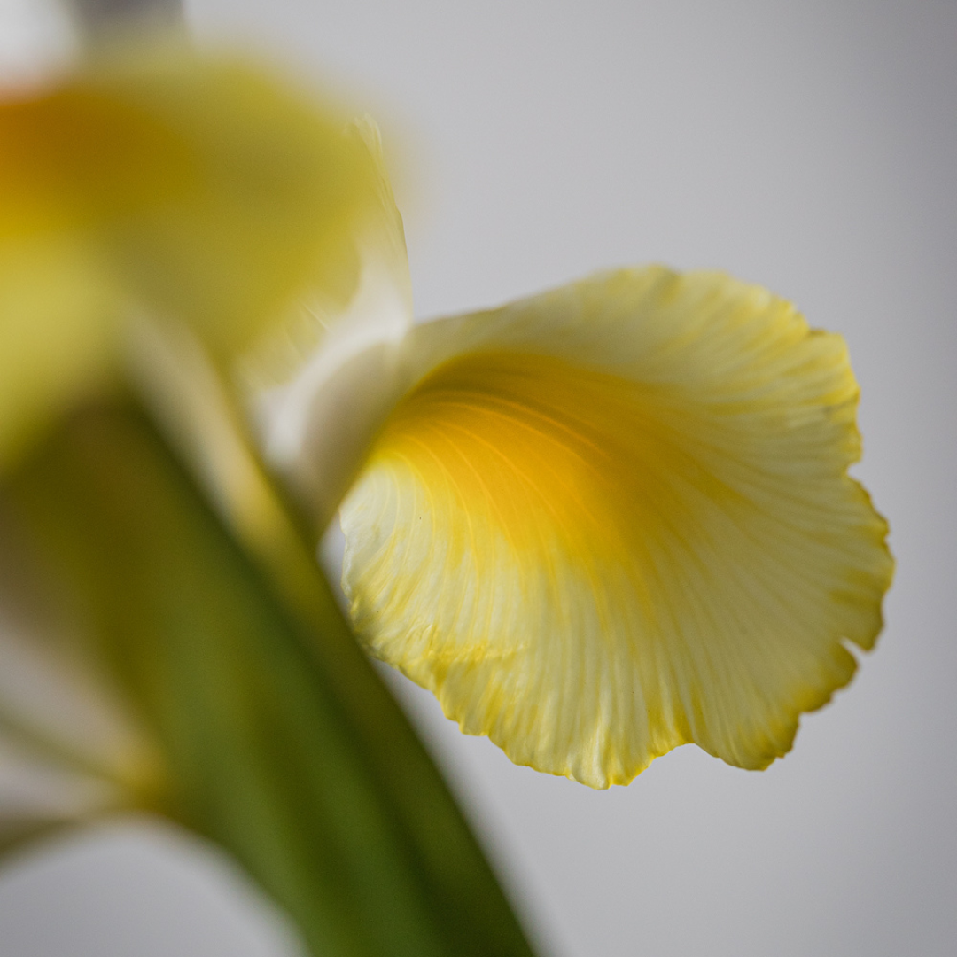 The Iris Flower | Bloom College