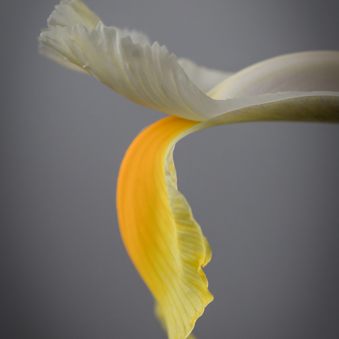 The Iris Flower | Bloom College