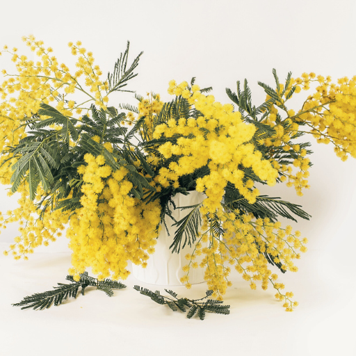 Revealing the Beauty of Australia’s Floral Gem – Wattle | Bloom College