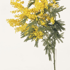 Revealing the Beauty of Australia’s Floral Gem – Wattle | Bloom College