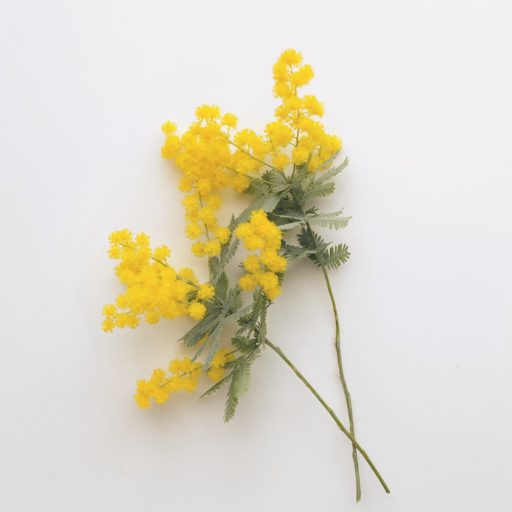 Revealing the Beauty of Australia’s Floral Gem – Wattle | Bloom College