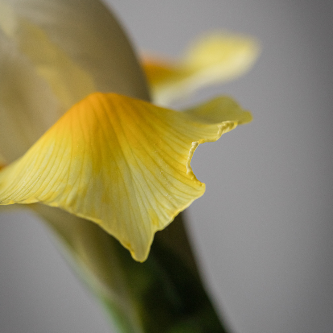 The Iris Flower | Bloom College