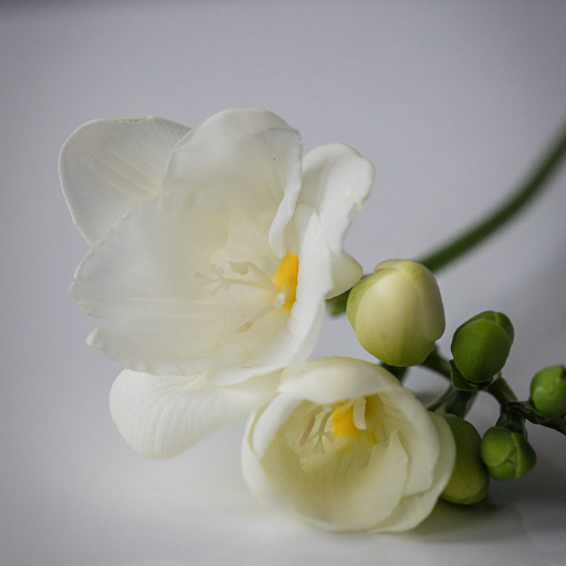 The Captivating Beauty of Freesia | Bloom College