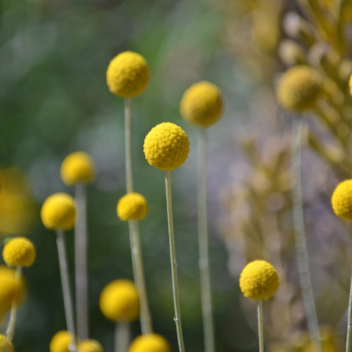Billy Buttons: The Cheerful Globes of Gold | Bloom College