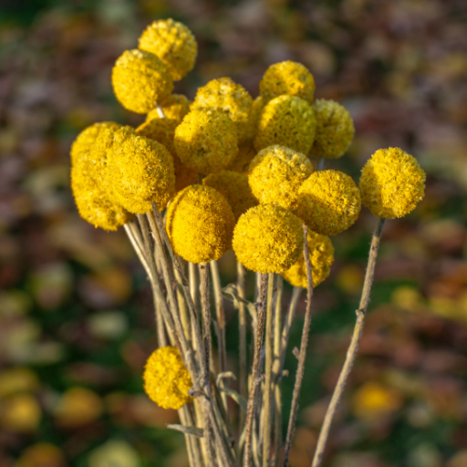 Billy Buttons: The Cheerful Globes of Gold | Bloom College