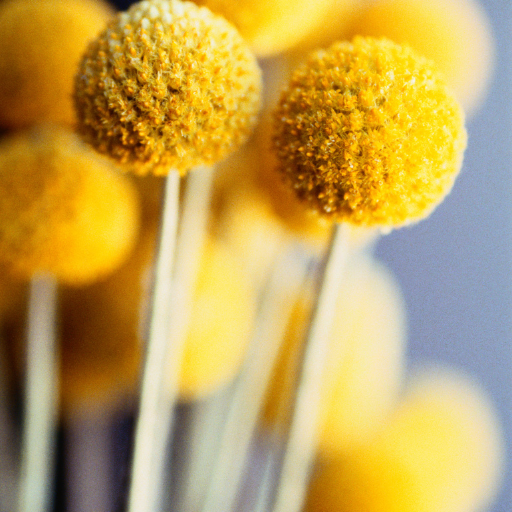 Billy Buttons: The Cheerful Globes of Gold | Bloom College
