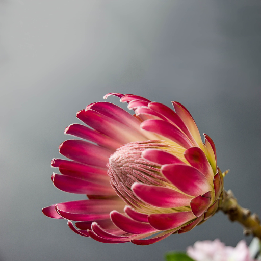 The Enigmatic Beauty of Pink Ice Proteas | Bloom College