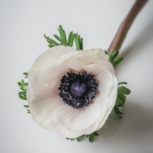 The Fascinating World of Anemones: Beauty, Symbolism and Healing ...