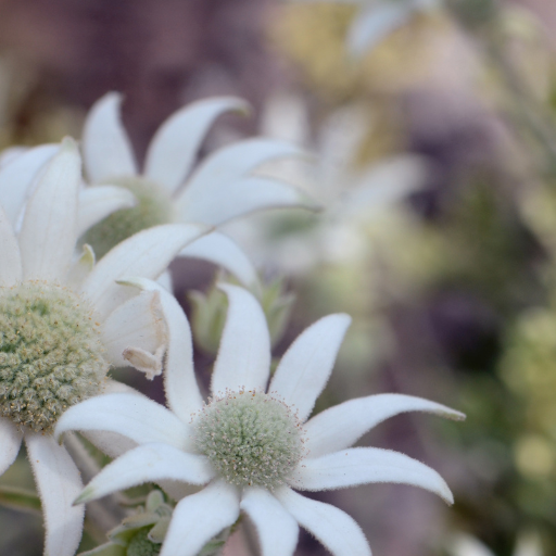 Flannel Flower: Nature’s Delicate Beauty | Bloom College