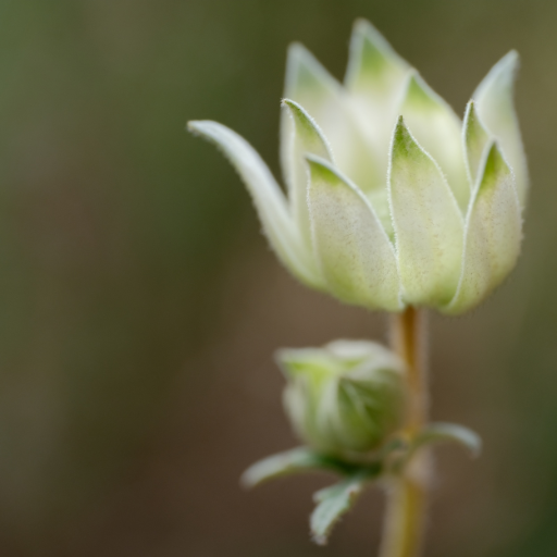 Flannel Flower: Nature’s Delicate Beauty | Bloom College