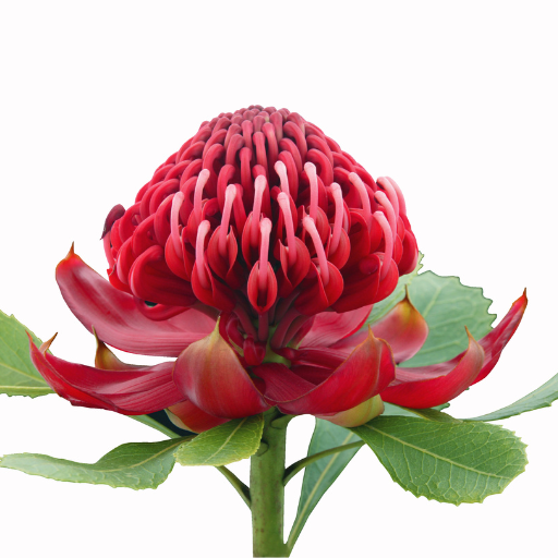 The Waratah: A Blooming Emblem of Australia | Bloom College