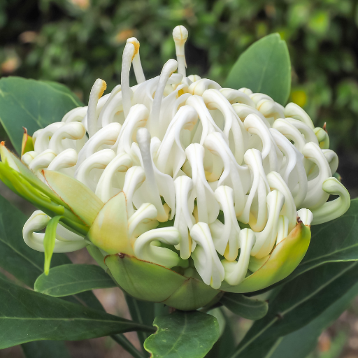 The Waratah: A Blooming Emblem of Australia | Bloom College