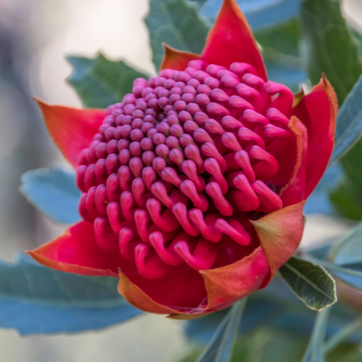 The Waratah: A Blooming Emblem of Australia | Bloom College