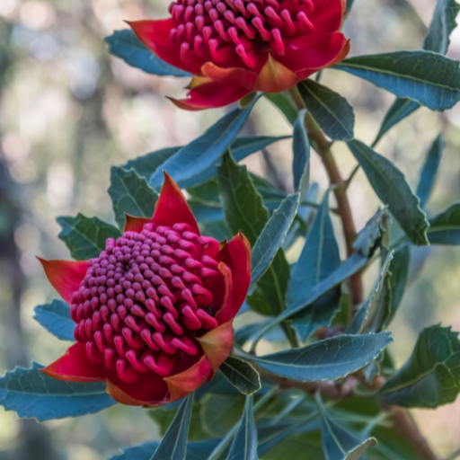 The Waratah: A Blooming Emblem of Australia | Bloom College