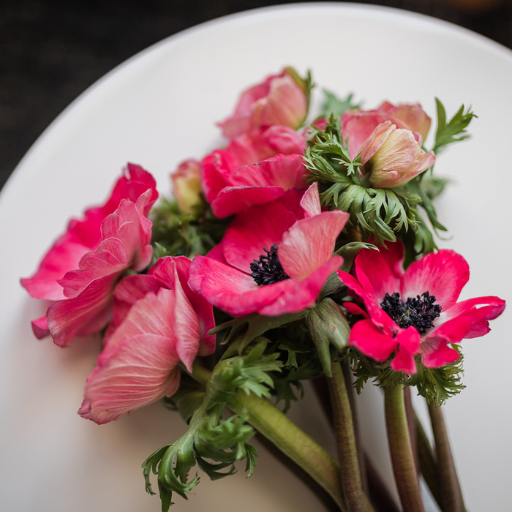 The Fascinating World of Anemones: Beauty, Symbolism and Healing ...