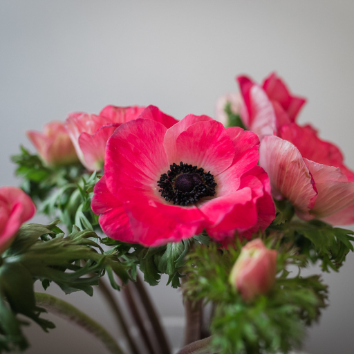 The Fascinating World of Anemones: Beauty, Symbolism and Healing ...